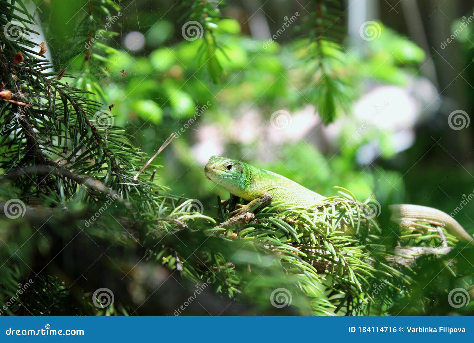 A Tiny Lizard Hiding on the Tree Stock Photo - Image of tiny, animal ...