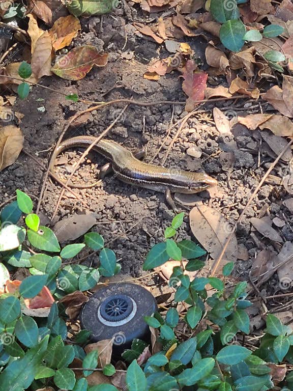 The Tiny Lizard is Lost in the Debri Stock Image - Image of forest ...