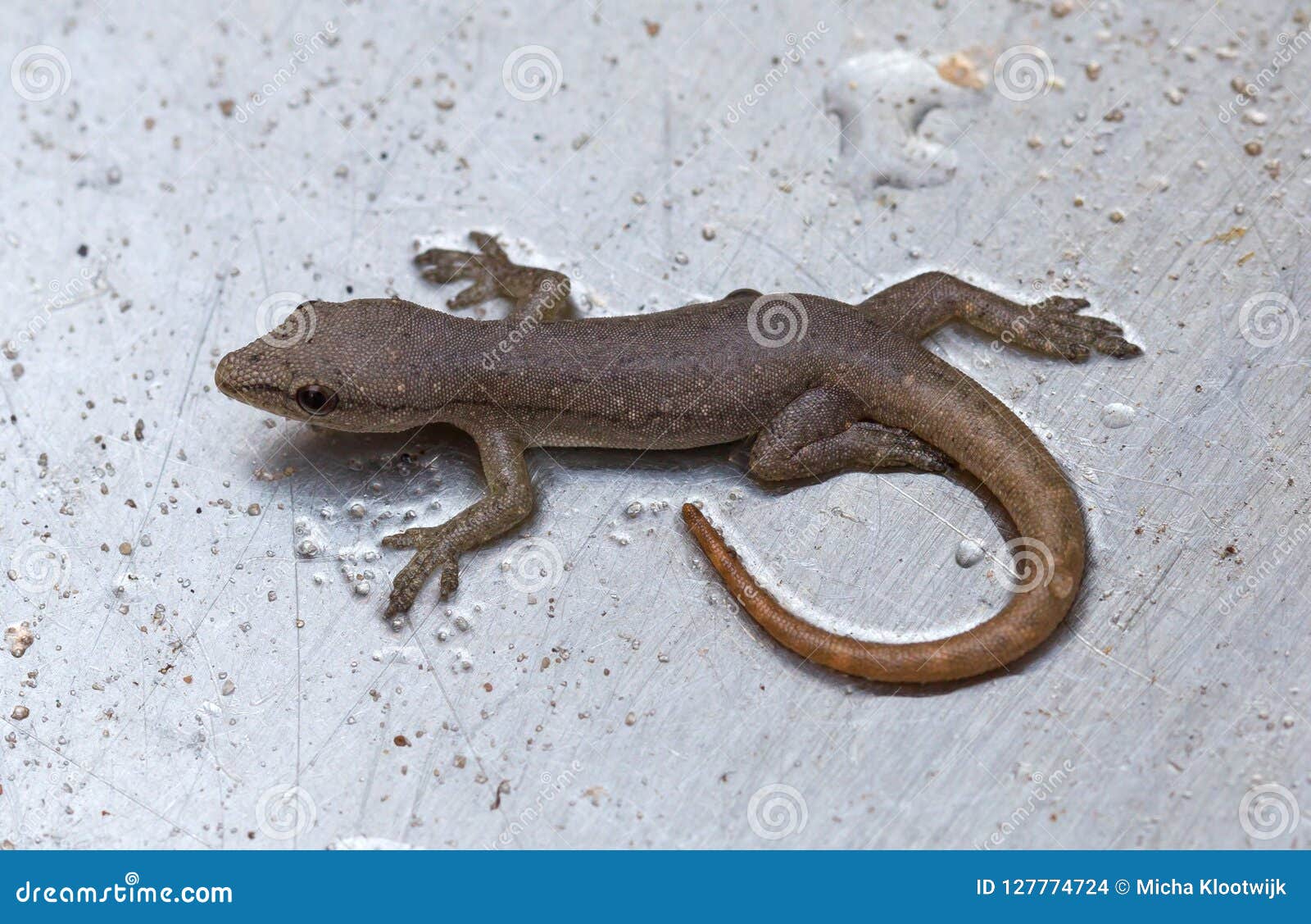 Tiny Lizard in a Metal Sink Stock Photo - Image of namibia, green ...