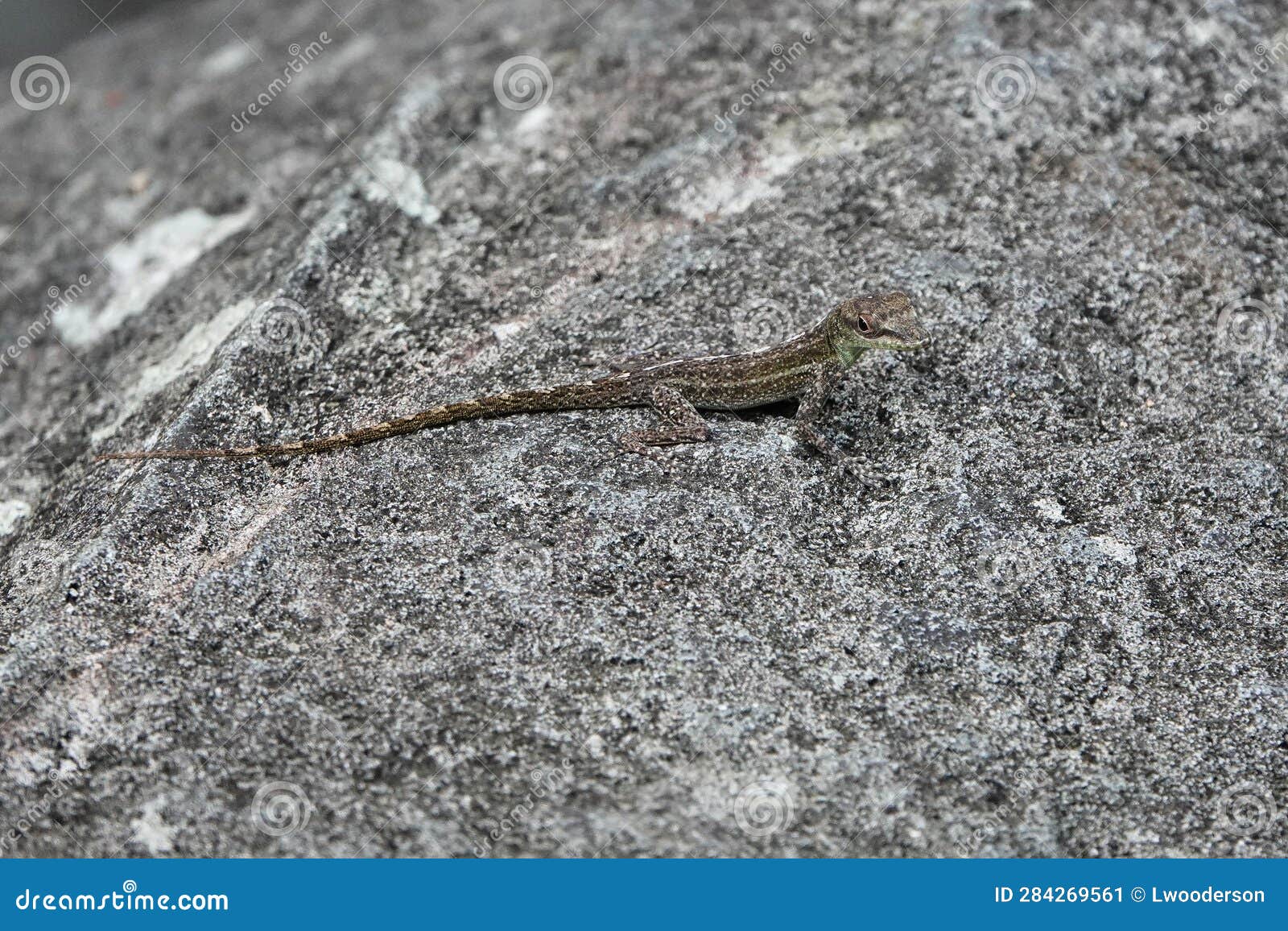 Tiny Lizard in Puerto Rico Rainforest Stock Image - Image of reptile ...