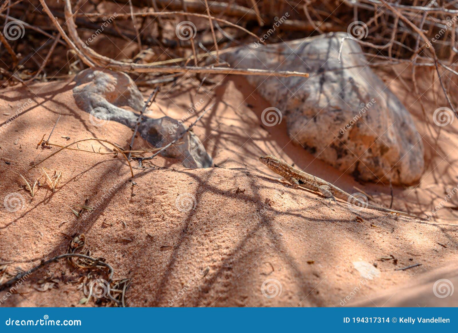 Tiny Lizard Takes Break in Shadow of Plant Stock Photo - Image of brown ...