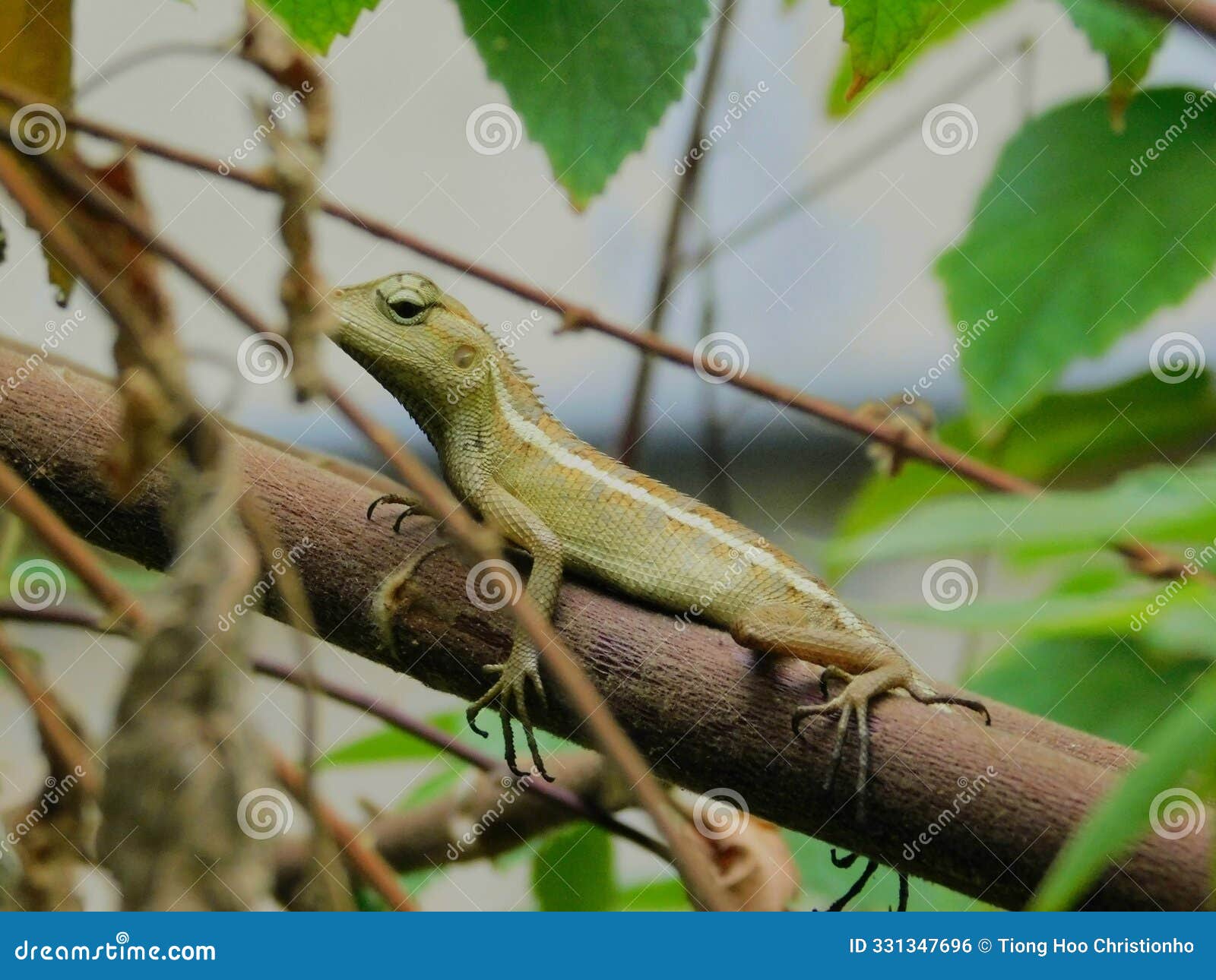 A Tiny Lizard in Tropical Rainforest Stock Photo - Image of contemplate ...