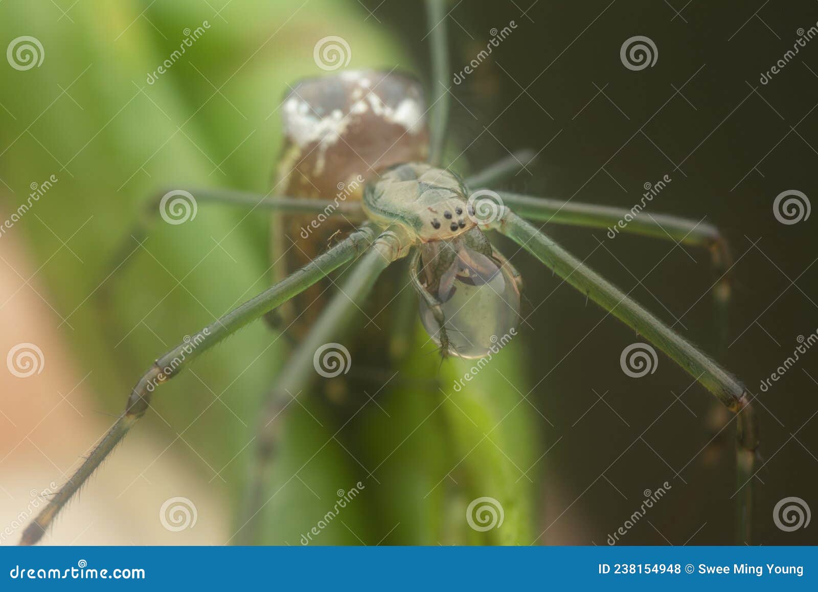 Tiny Long-jawed Orbweaver Spider with Waterdrop on the Mouth Stock ...