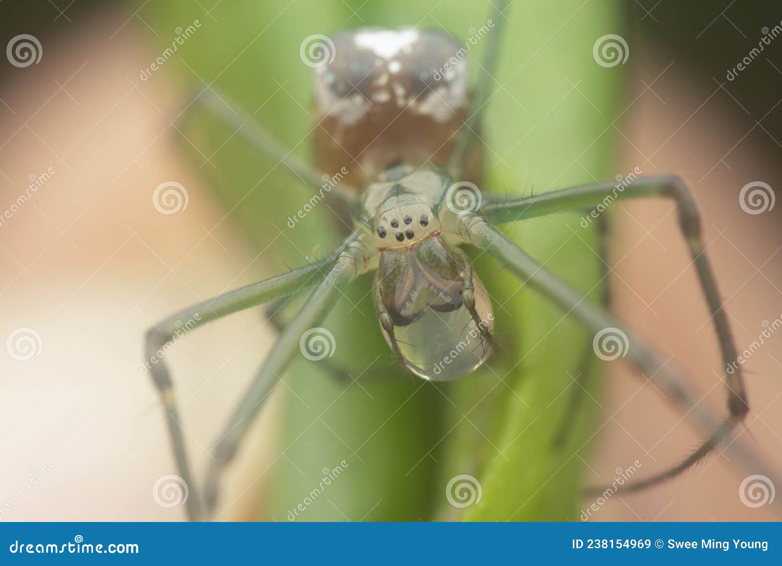 Tiny Long-jawed Orbweaver Spider with Waterdrop on the Mouth Stock ...