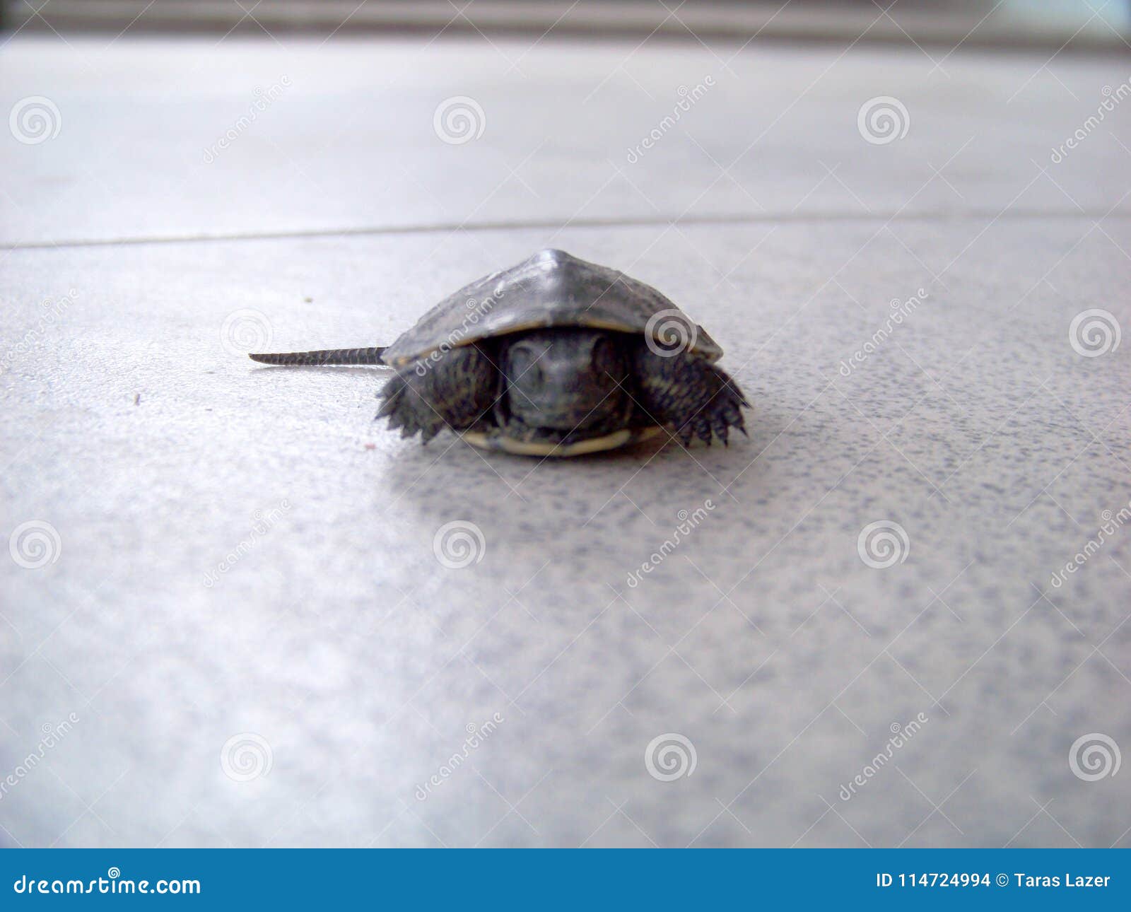 Tiny Little Baby Turtle Isolated on a Grey Tile Stock Photo - Image of ...