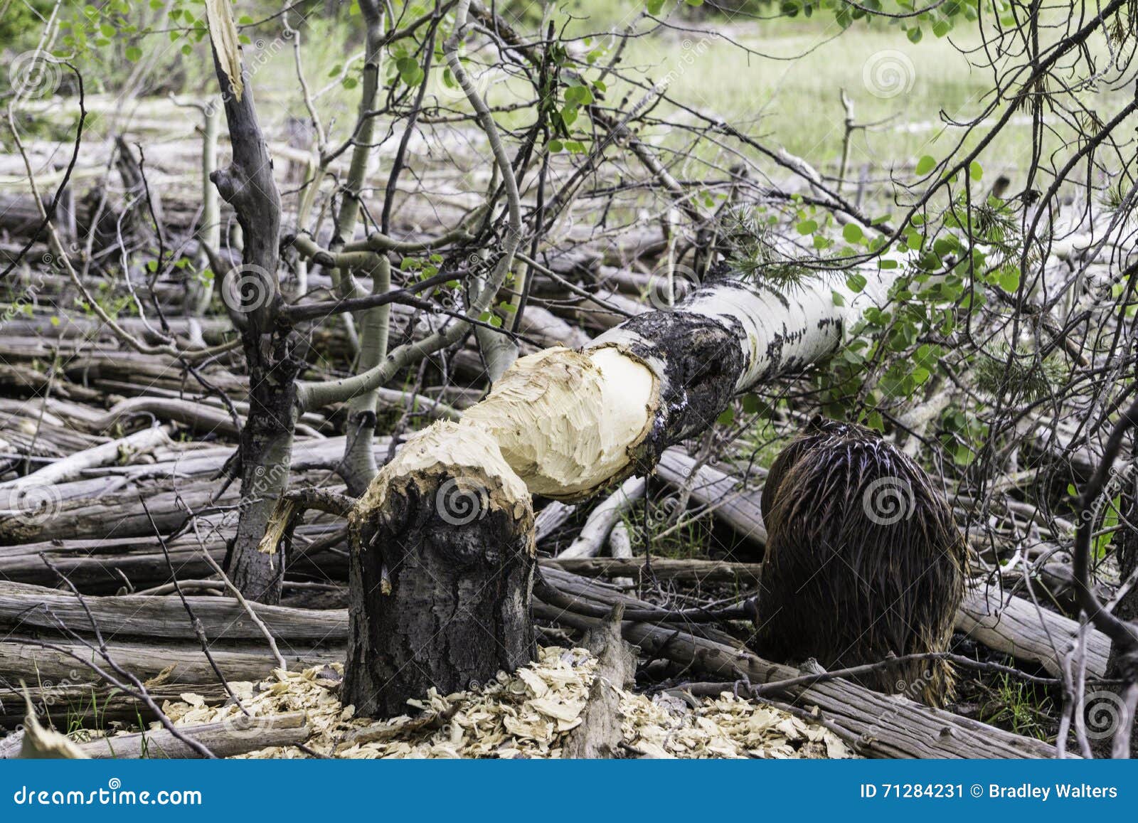 Tiny Lumberjack stock image. Image of beavers, projects - 71284231