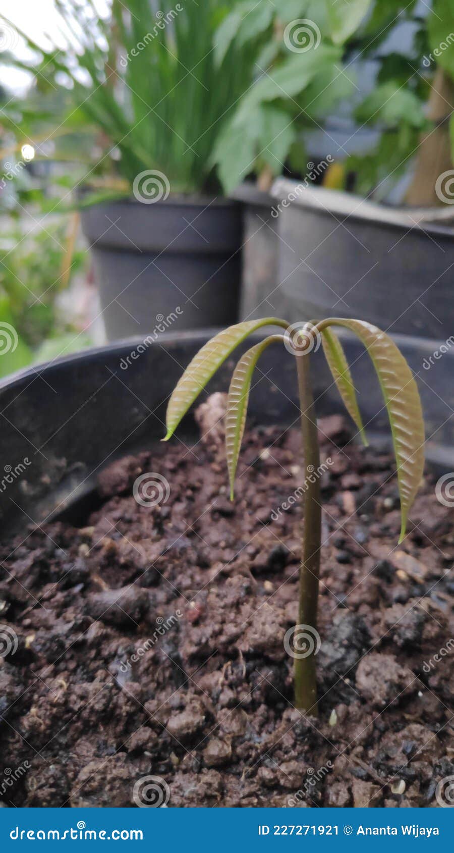 Tiny mangoes tree stock image. Image of nature, mangoes - 227271921