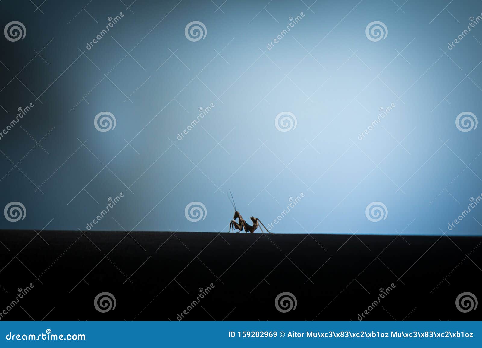 Small Mantis on Black Surface Stock Image - Image of fauna, background ...