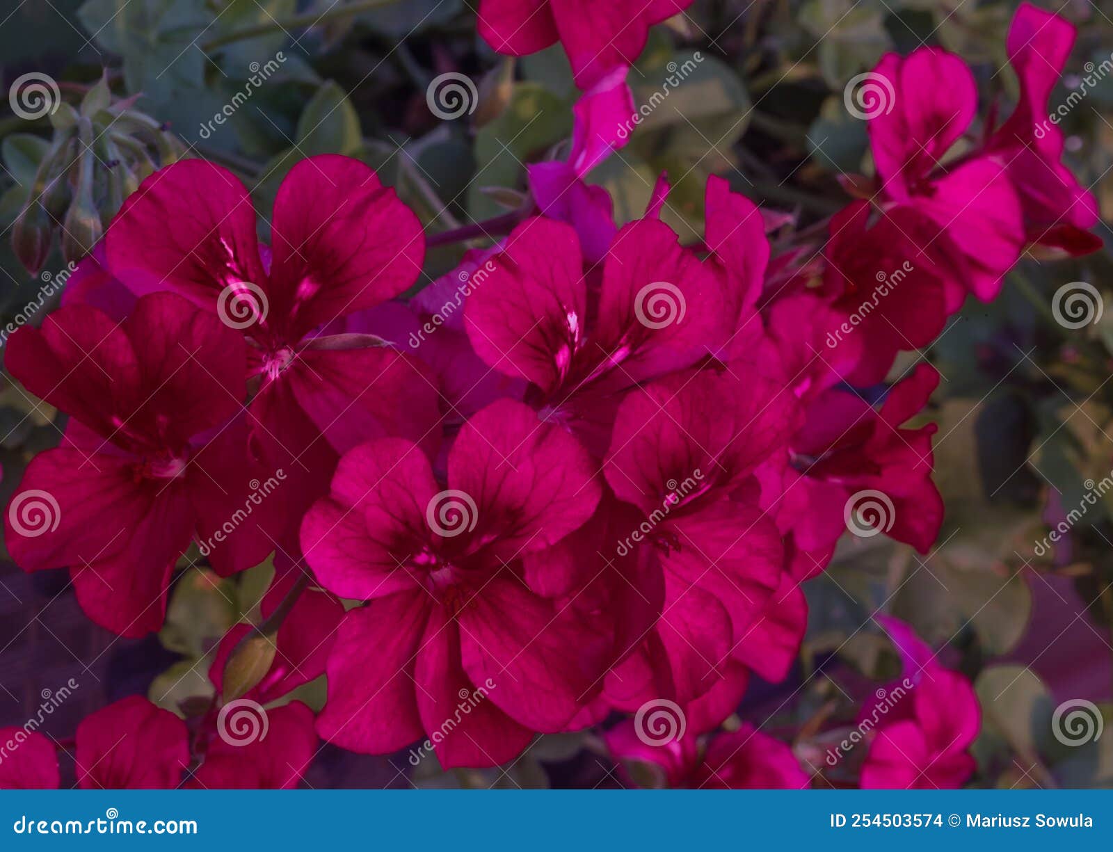 Tiny Maroon Flowers on the Border Stock Photo - Image of indian ...