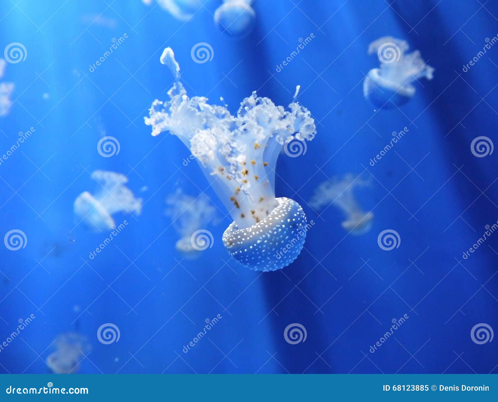 Tiny medusa in blue water stock image. Image of wildlife - 68123885