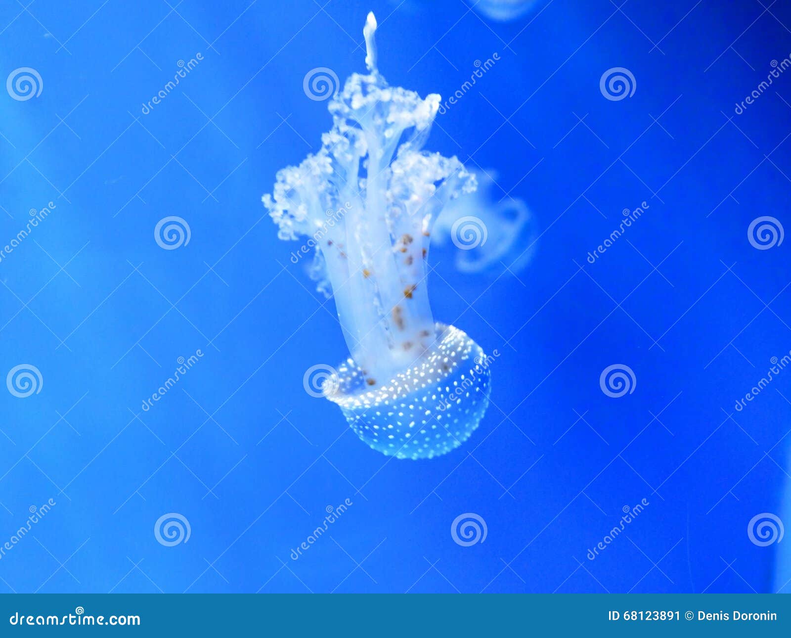 Tiny medusa in blue water stock image. Image of aquarium - 68123891