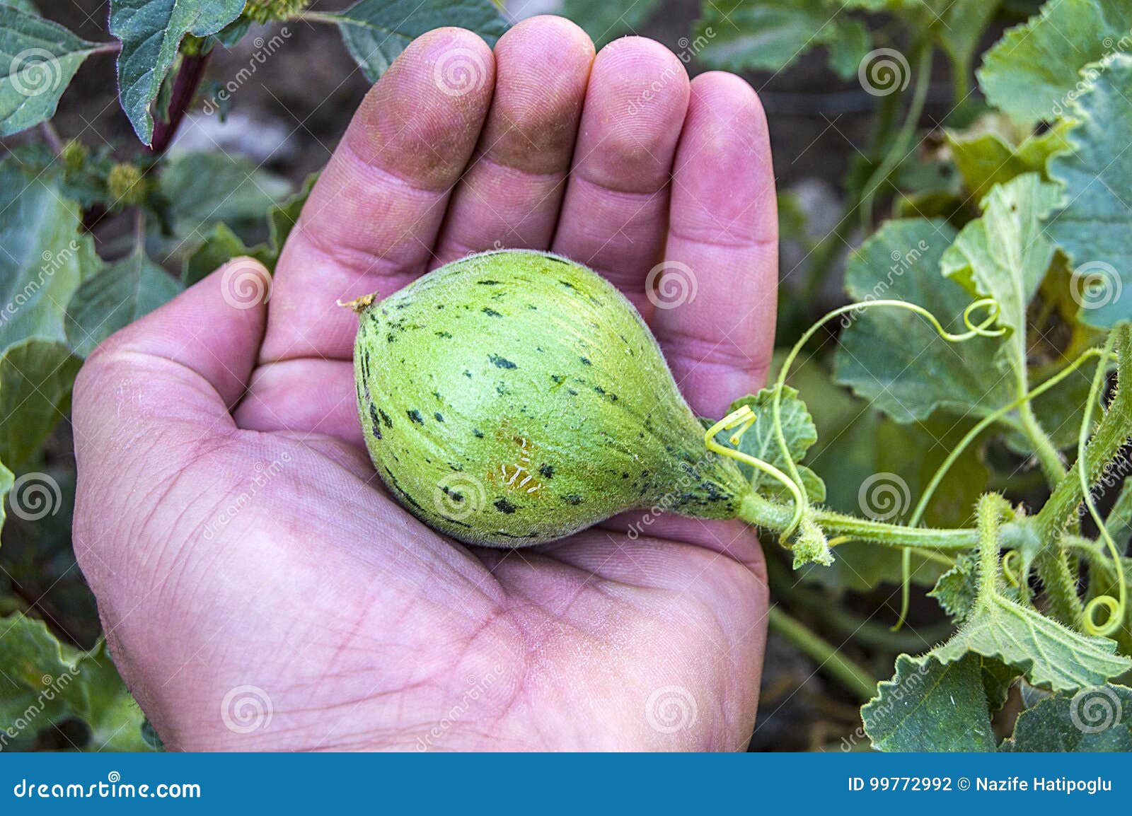 Tiny Melons in the Garden, Immature Tiny Melon Pictures, Stock Photo ...