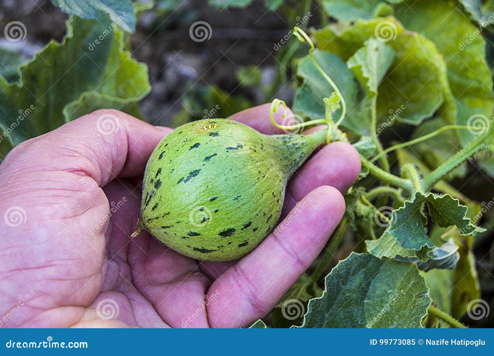 Tiny Melons in the Garden, Immature Tiny Melon Pictures, Stock Image ...