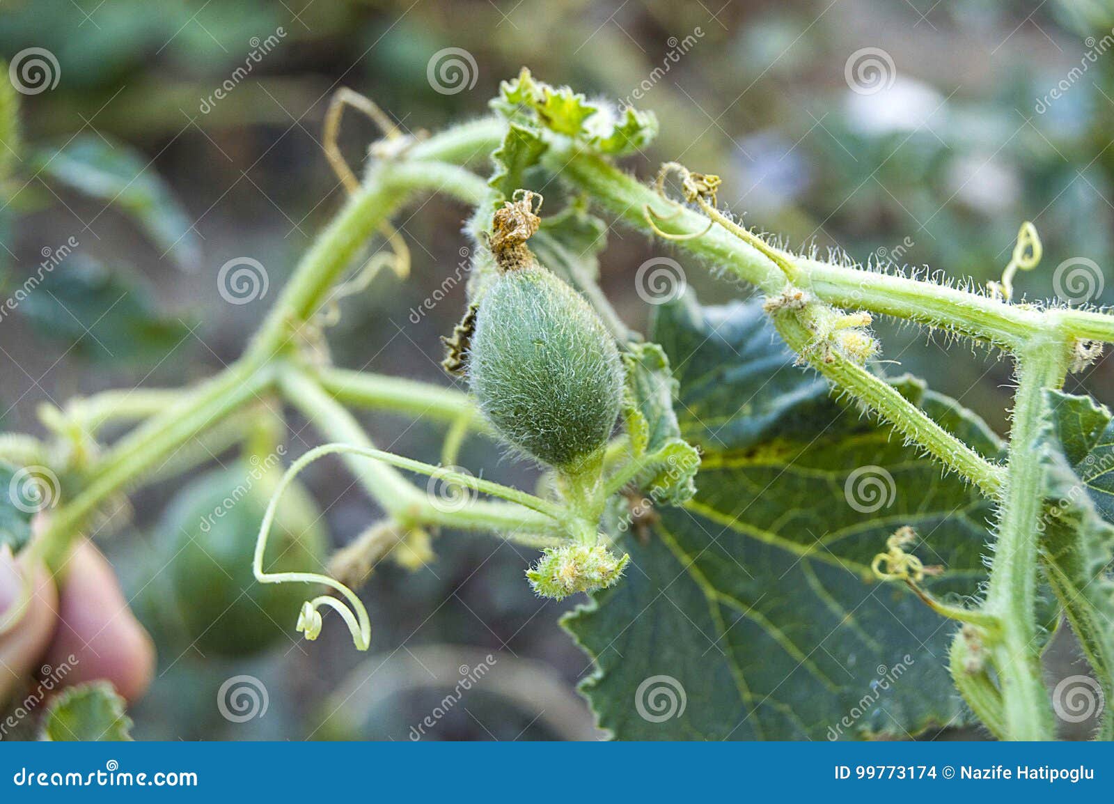 Tiny Melons in the Garden, Immature Tiny Melon Pictures, Stock Photo ...
