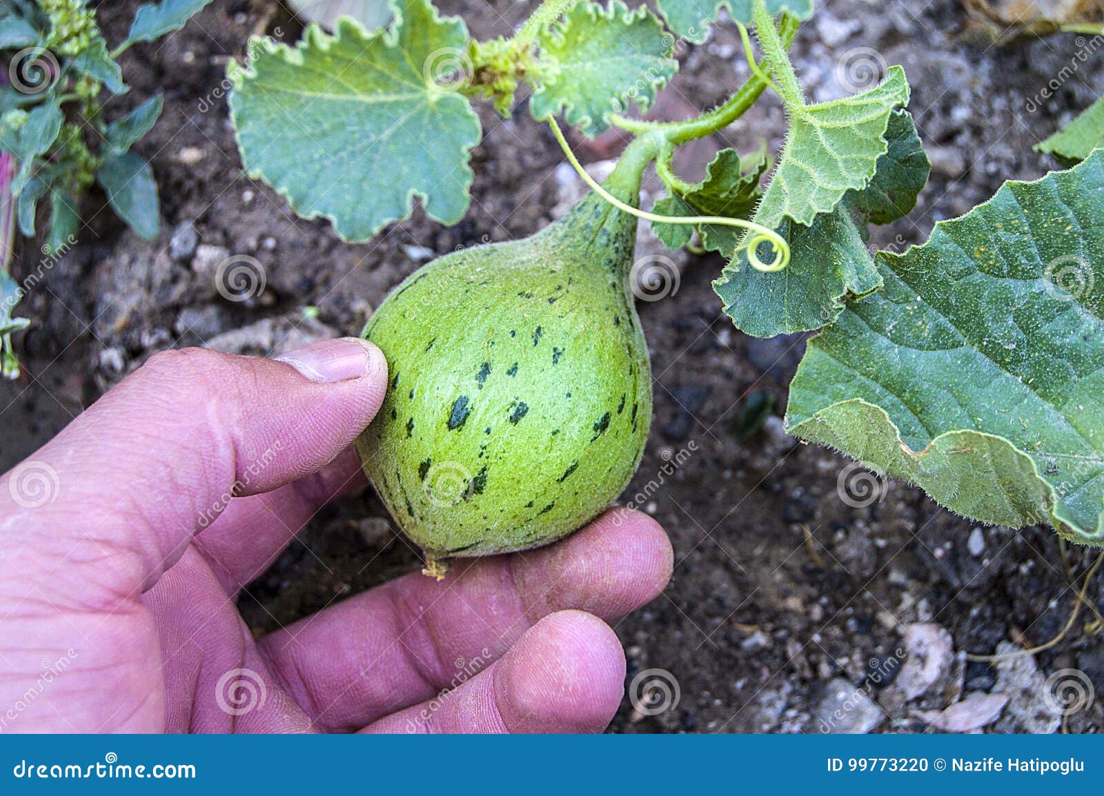 Tiny Melons in the Garden, Immature Tiny Melon Pictures, Stock Photo ...
