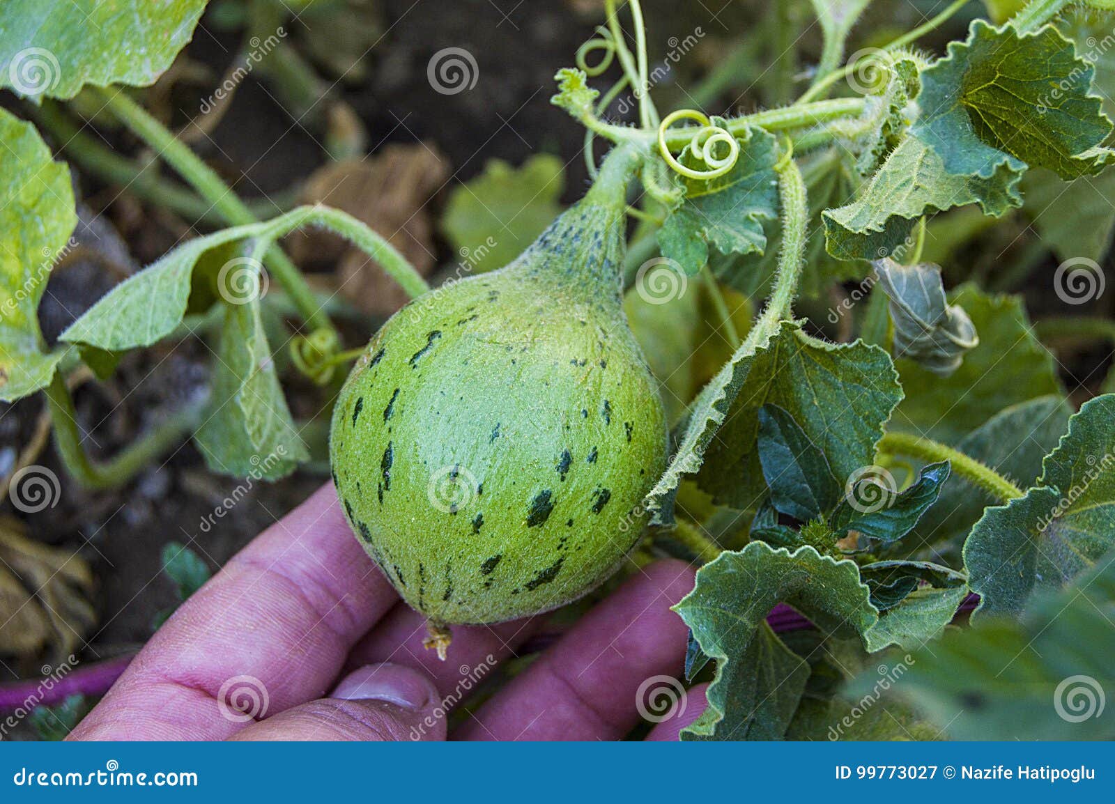 Tiny Melons in the Garden, Immature Tiny Melon Pictures, Stock Image ...
