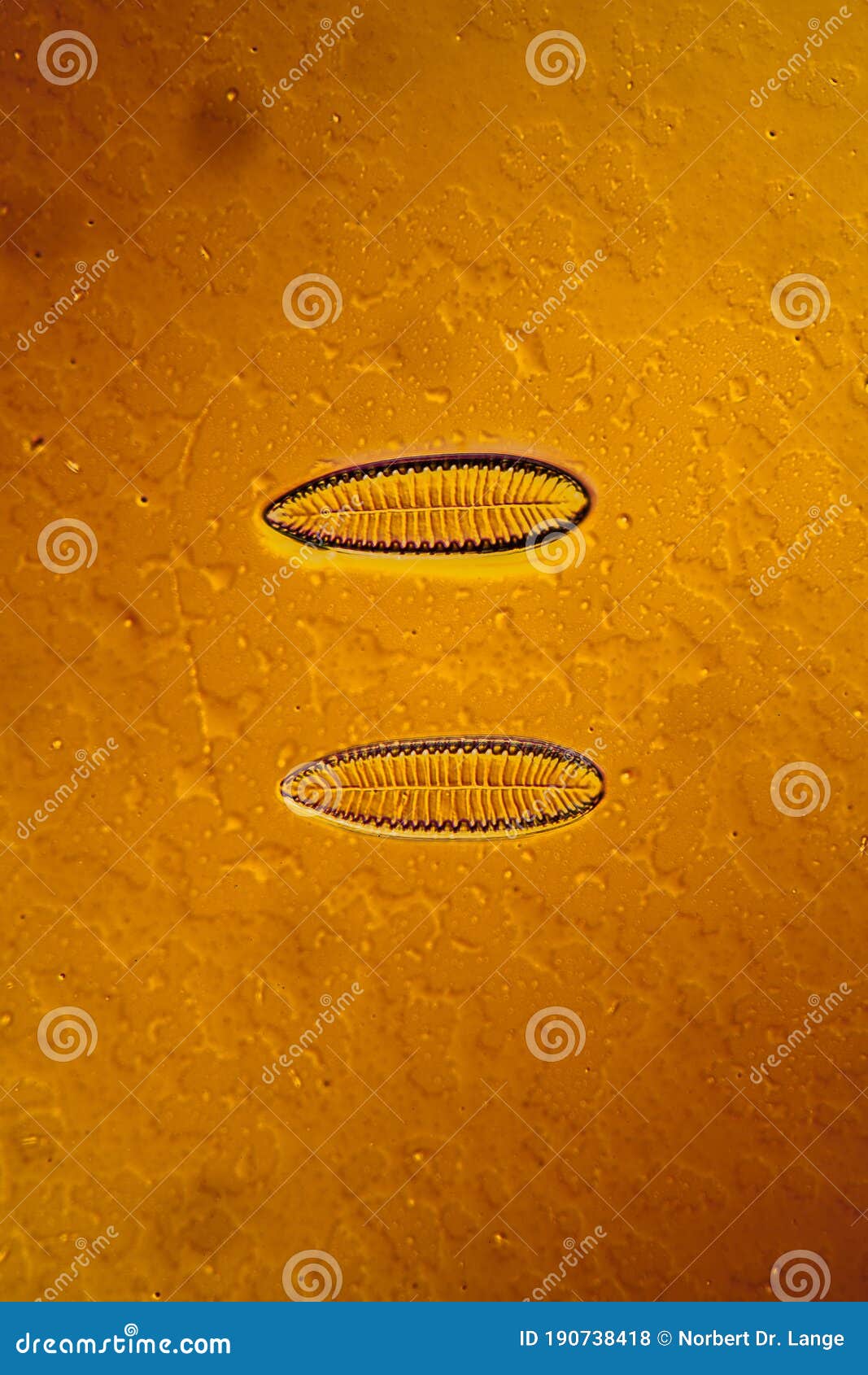 Tiny microscopic diatoms stock photo. Image of small - 190738418