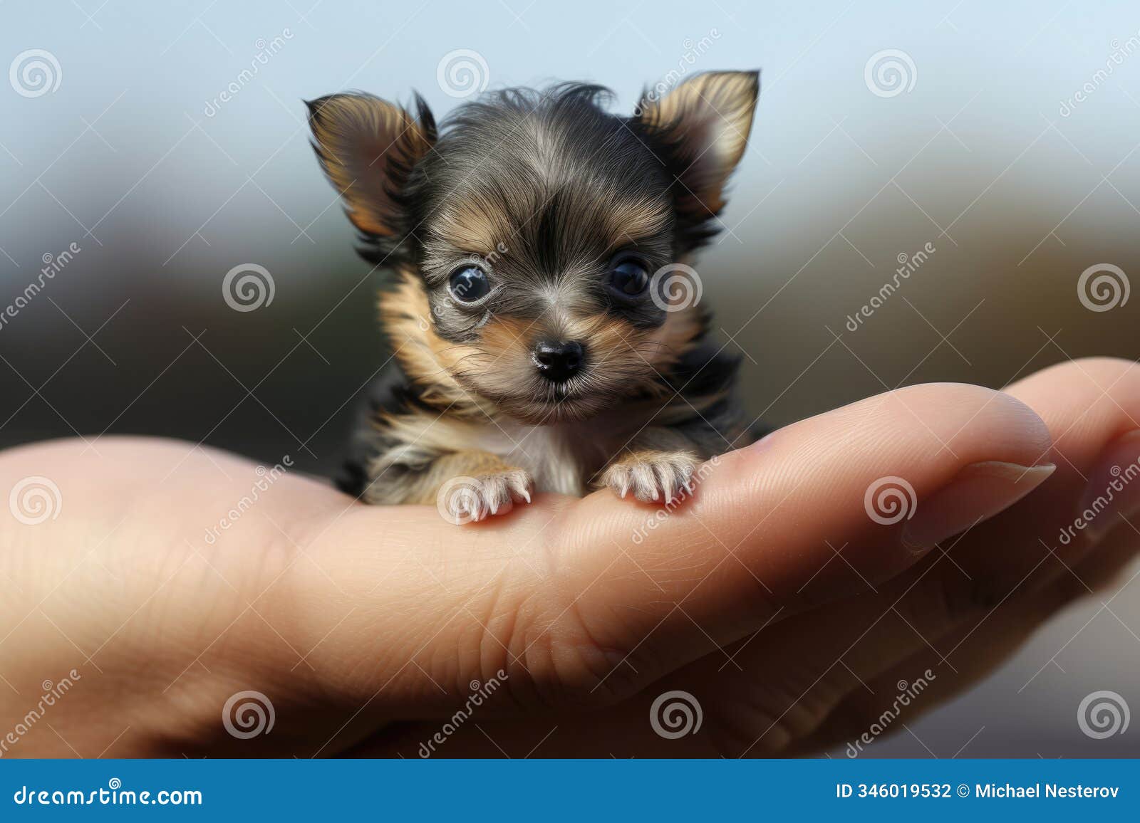 Tiny Miniature Dog, Puppy in Hand Stock Photo - Image of security ...