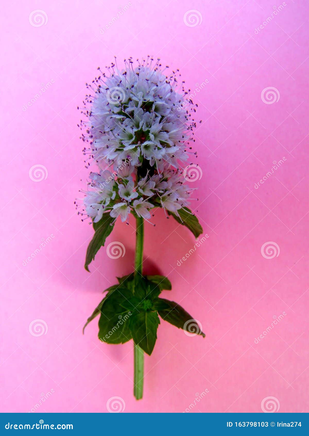 Tiny Mint Flowers in Close-up View on Pink Background. Stock Image ...