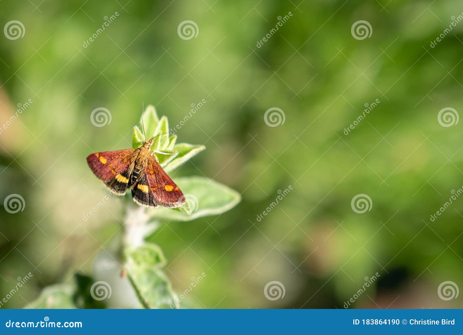 197 Mint Moth Stock Photos - Free & Royalty-Free Stock Photos from ...