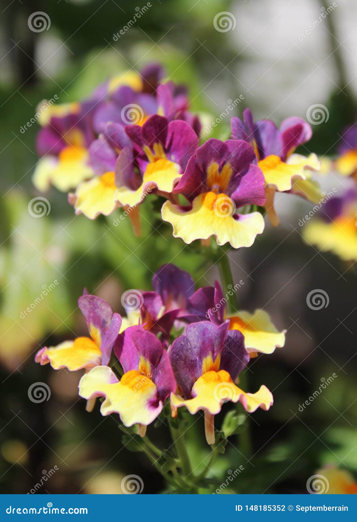 Tiny Mixed Color Flowers Bloom in Spring Stock Photo - Image of bright ...