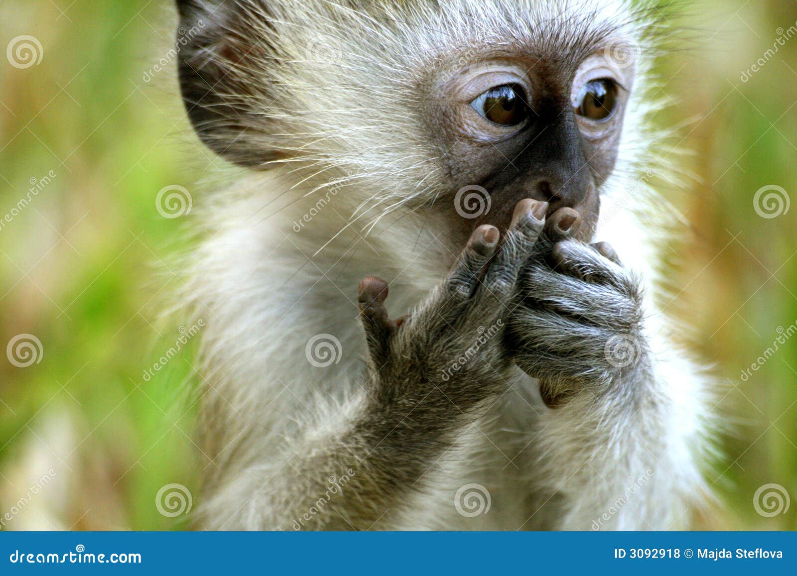 Tiny monkey stock photo. Image of kenya, animal, safari - 3092918