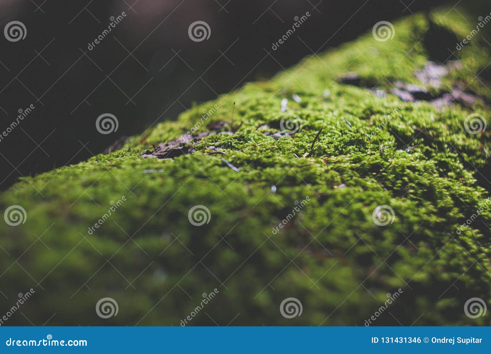 Tiny Moss stock photo. Image of nature, plant, moss - 131431346
