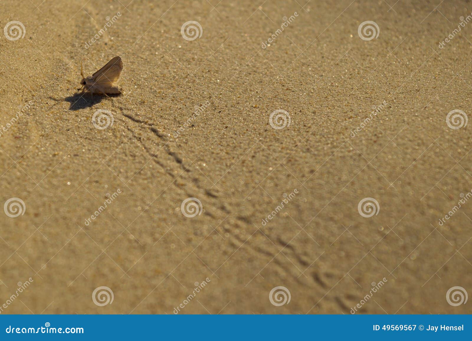 Tiny Moth stock image. Image of wings, wildlife, small - 49569567