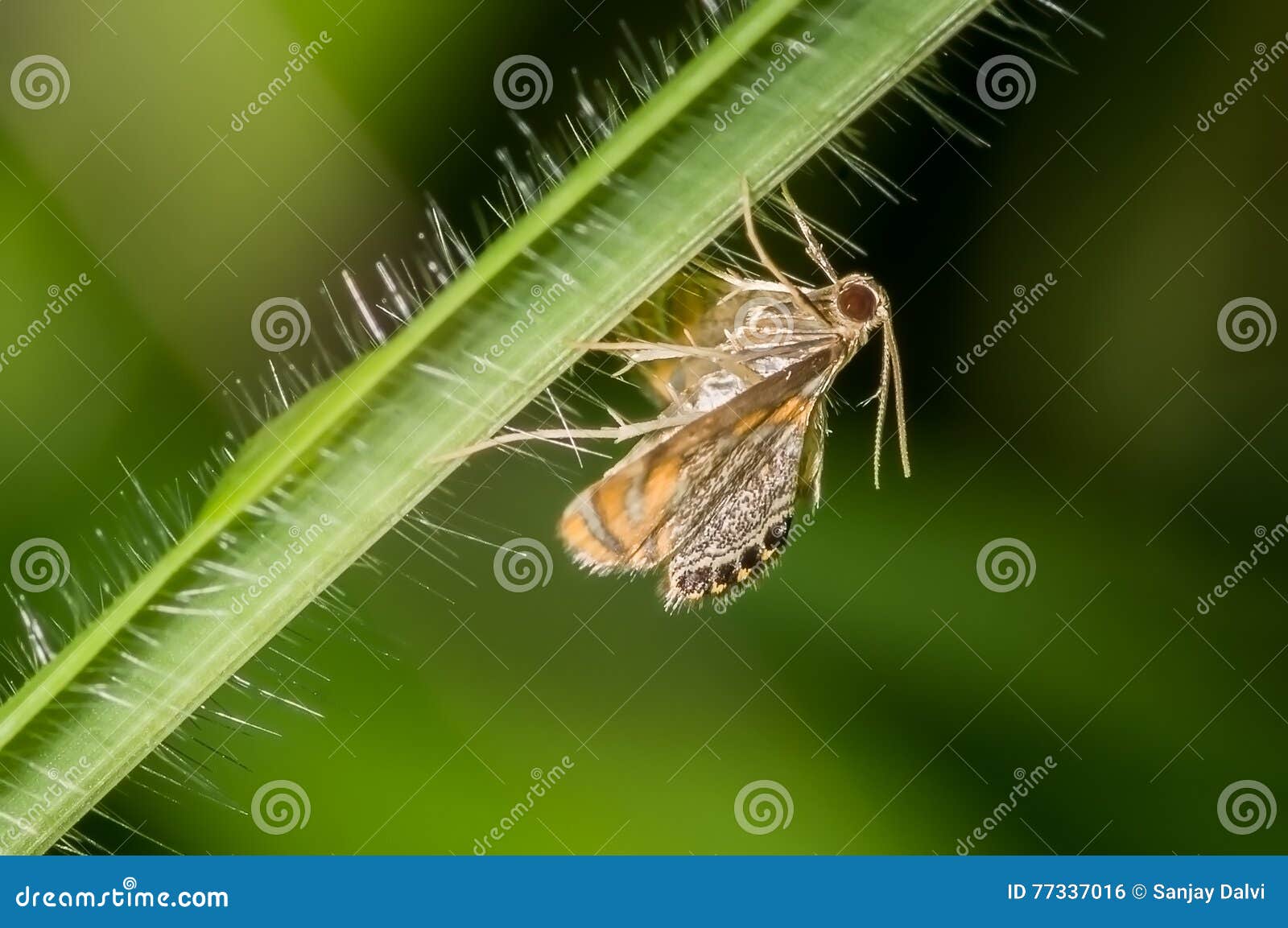 A tiny moth stock photo. Image of cabbage, entomology - 77337016