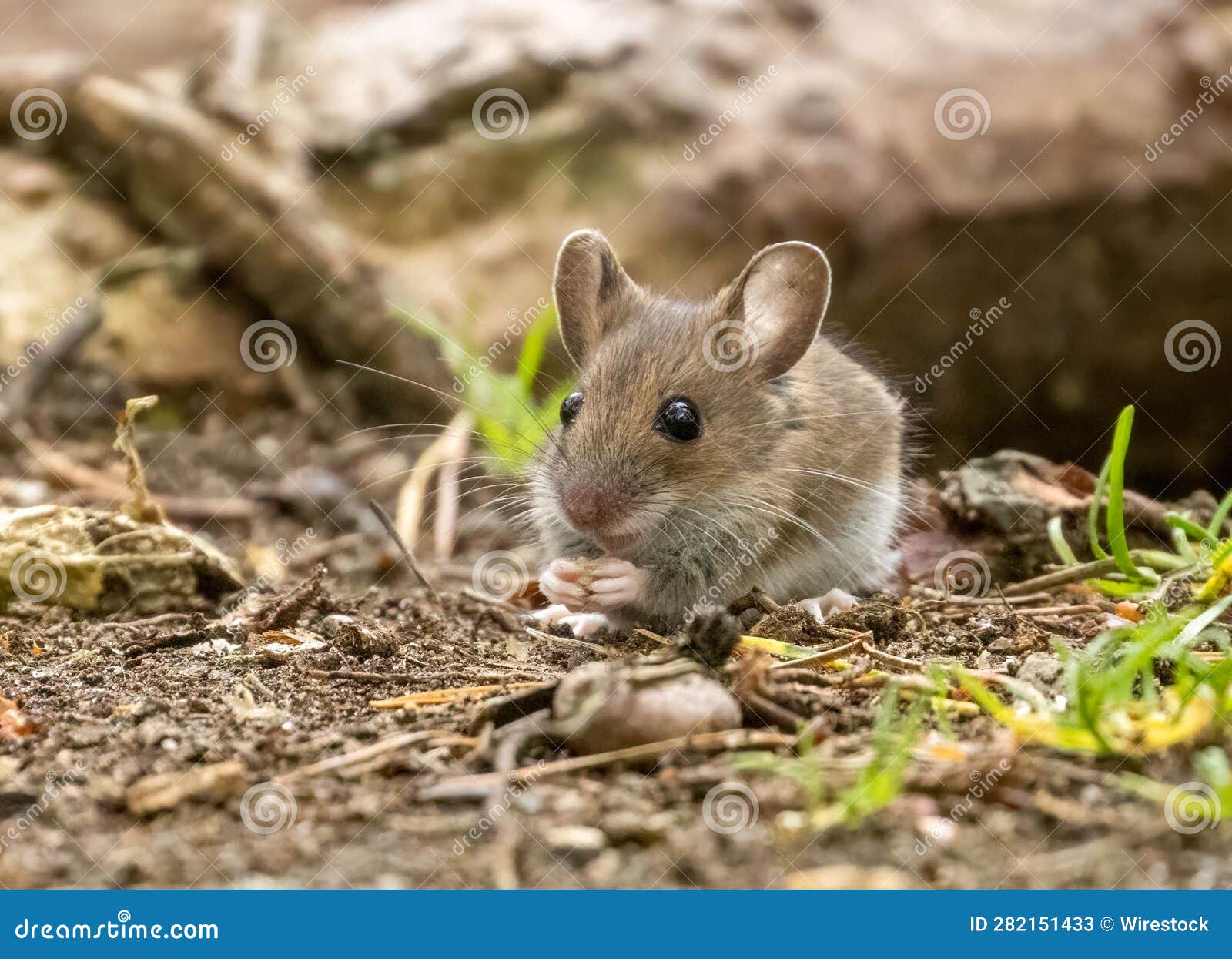 Tiny Mouse Foraging in the Woodland Stock Image - Image of mouse ...