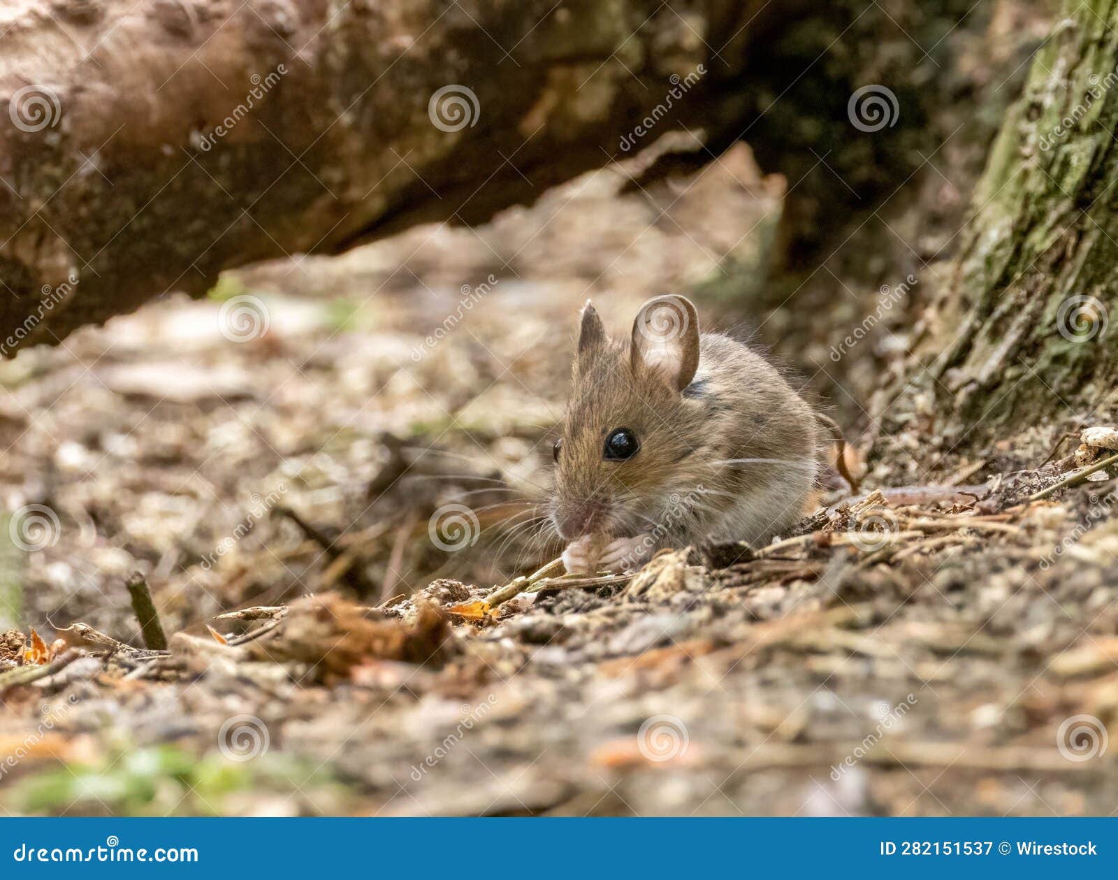 Tiny Mouse Foraging in the Woodland Stock Image - Image of nature ...