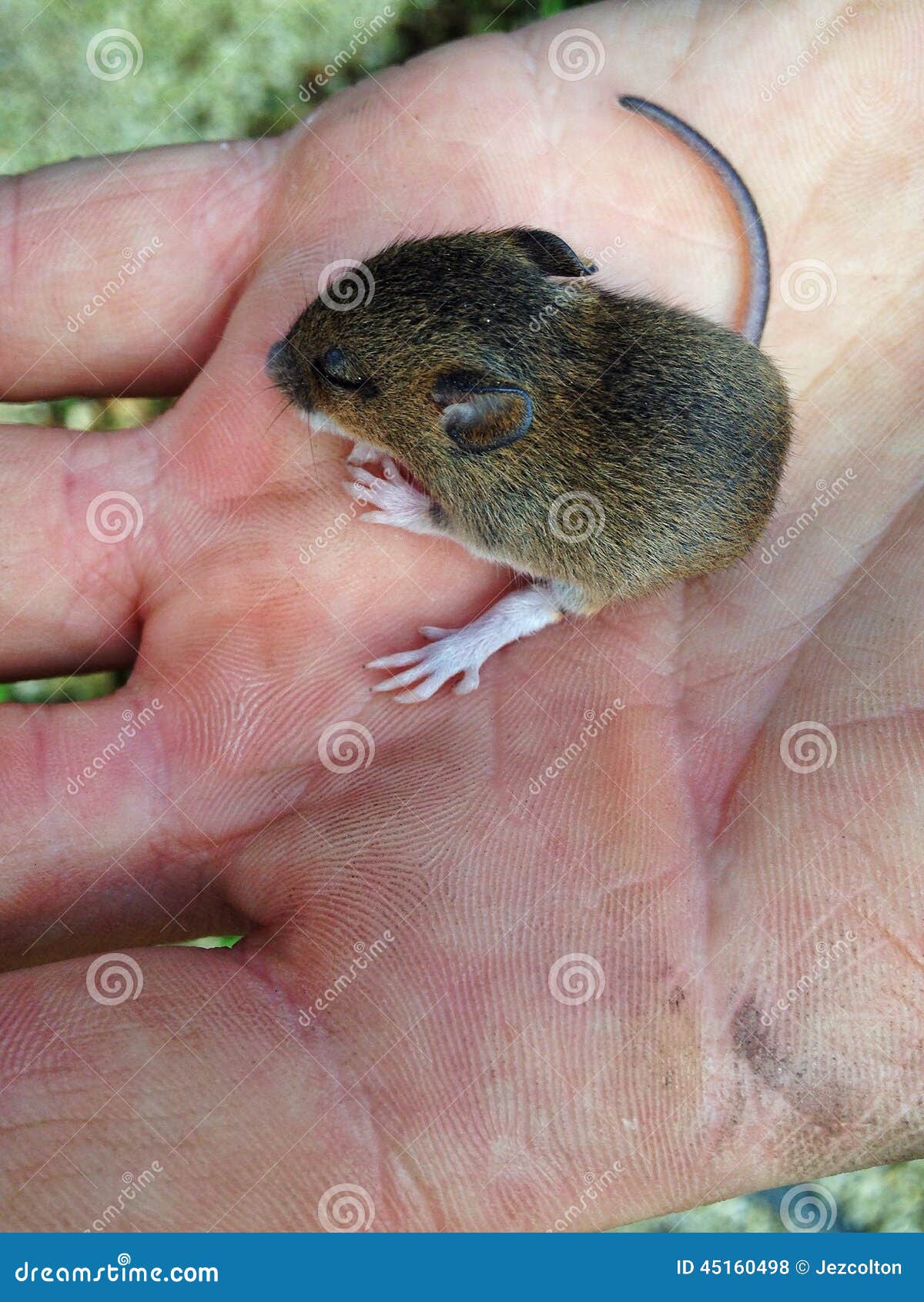 Smallest Mouse In The World
