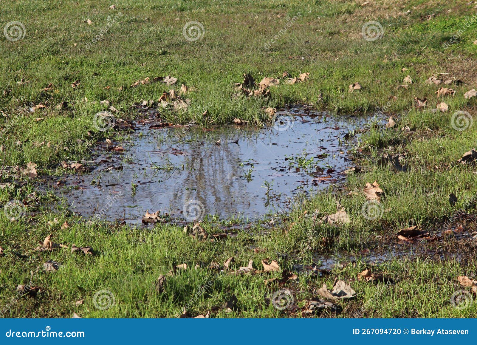 Tiny mud puddle on grass stock photo. Image of grungy - 267094720