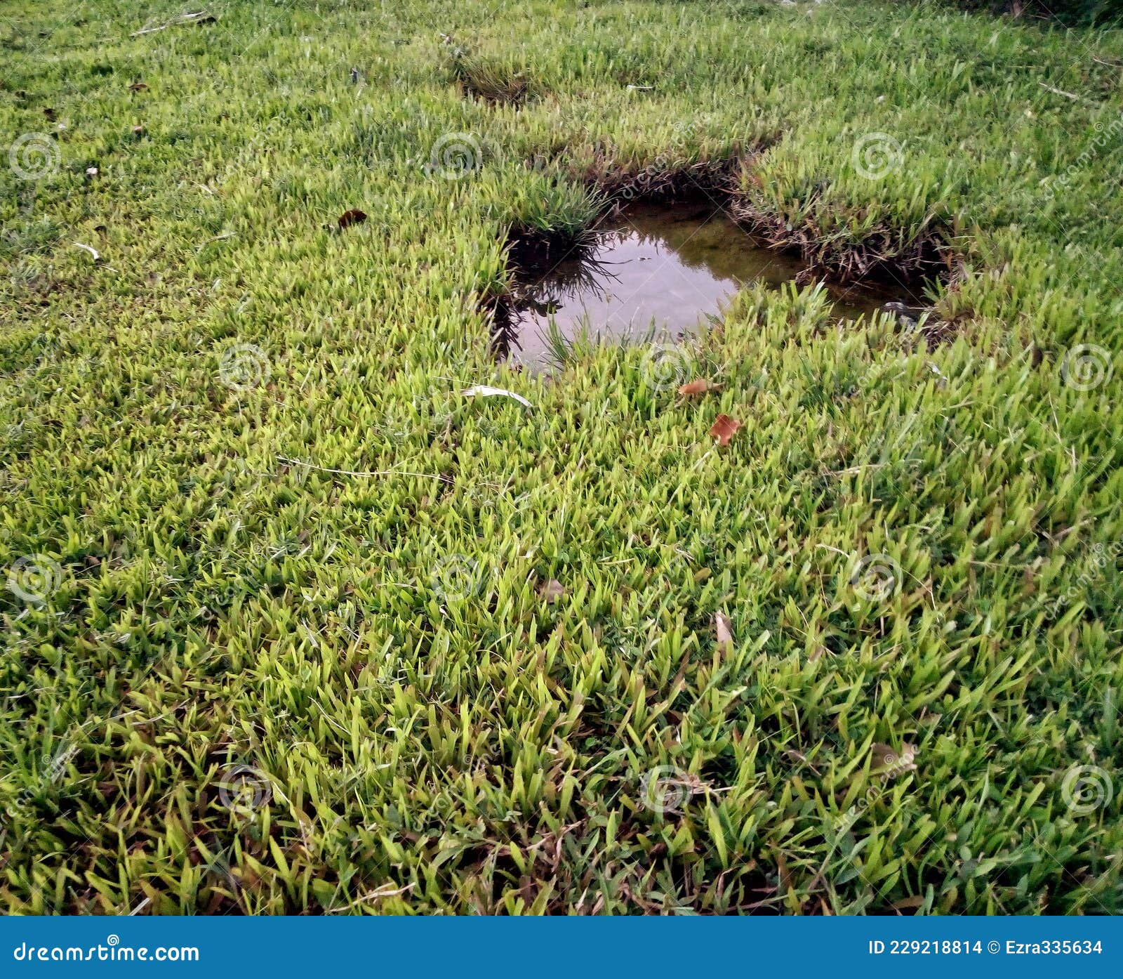 Tiny Mud Puddle in the Middle of a Field Stock Photo - Image of tiny ...