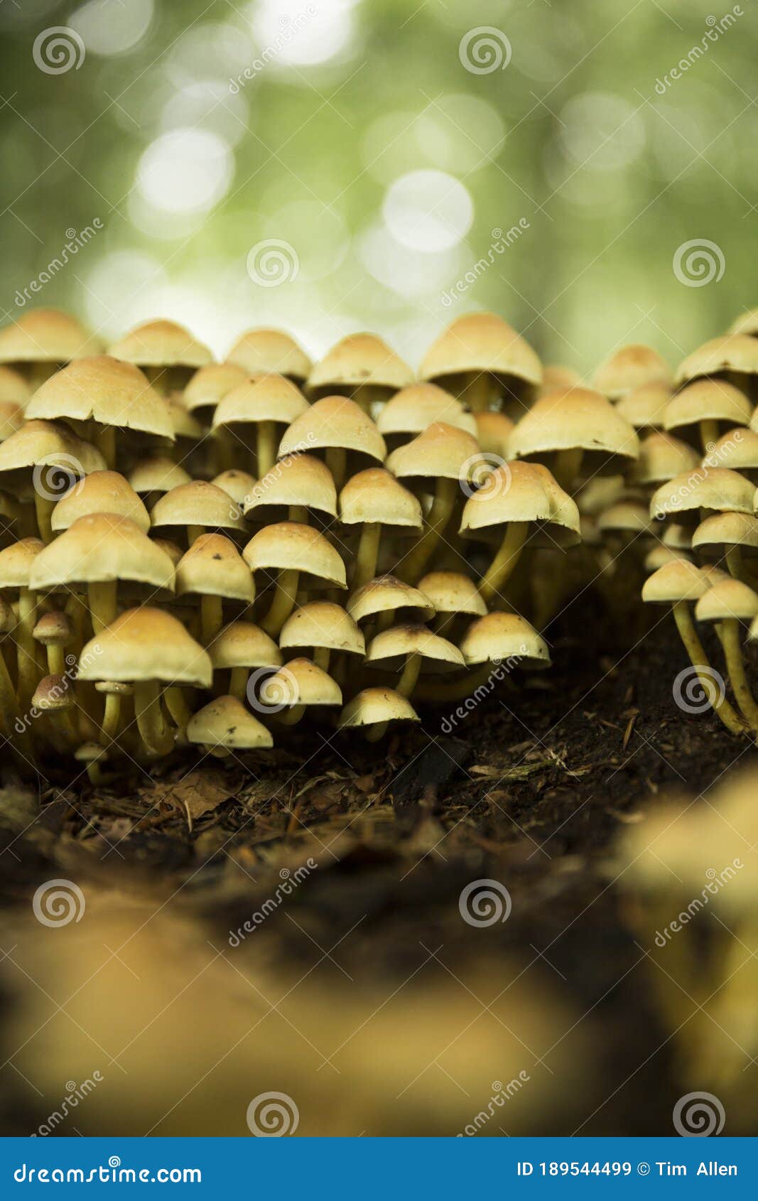 Tiny Mushroms Lumped Together in Small Clusters Stock Image - Image of ...