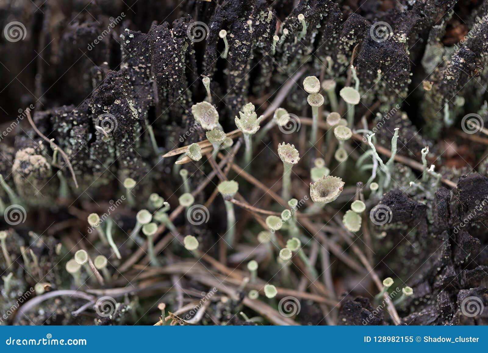 Tiny Mushrooms on the Long Stems Growing on Tree Stump Stock Image ...