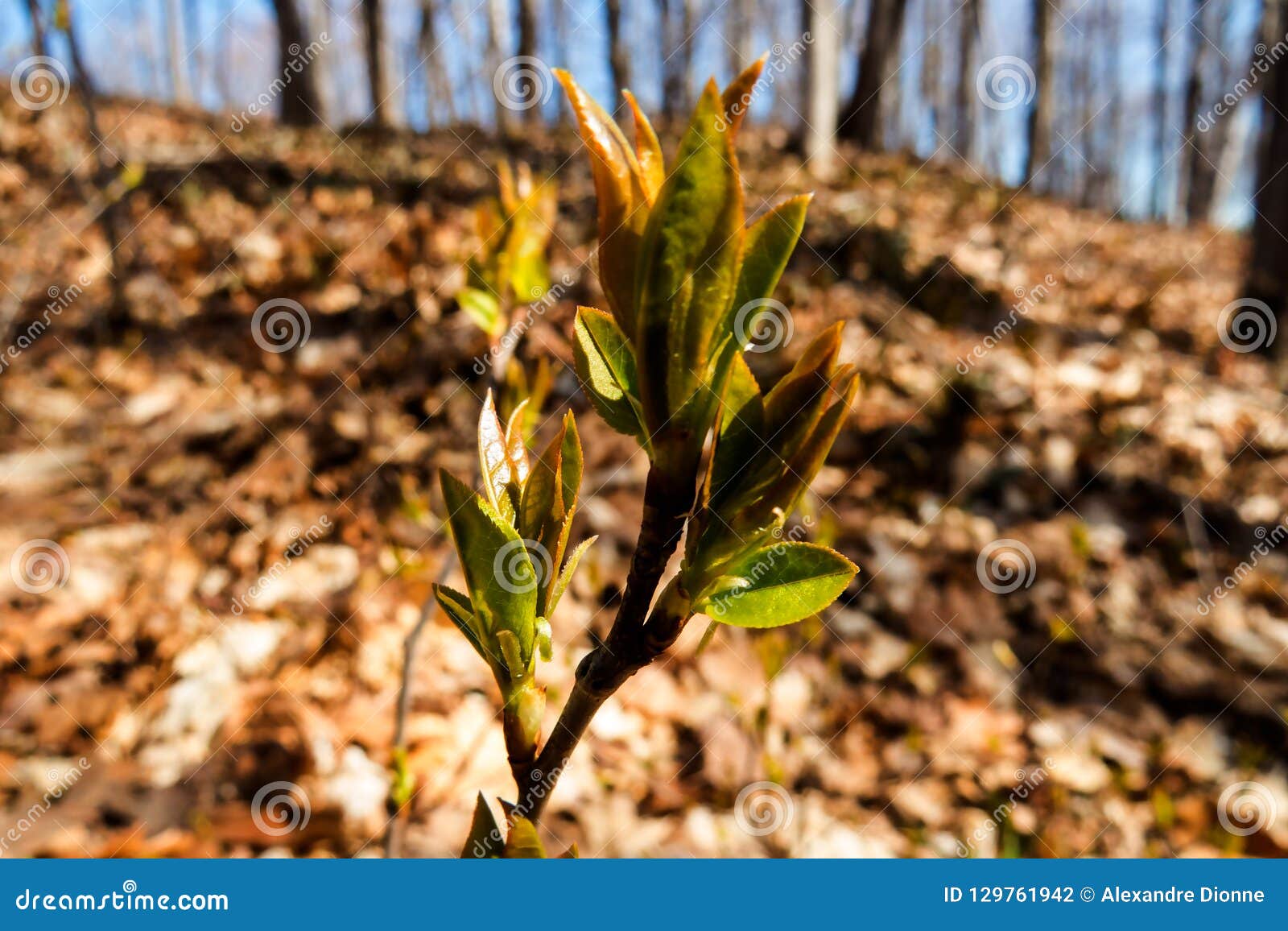 Tiny Natural Leaves in the Early Sunlight Stock Photo - Image of season ...