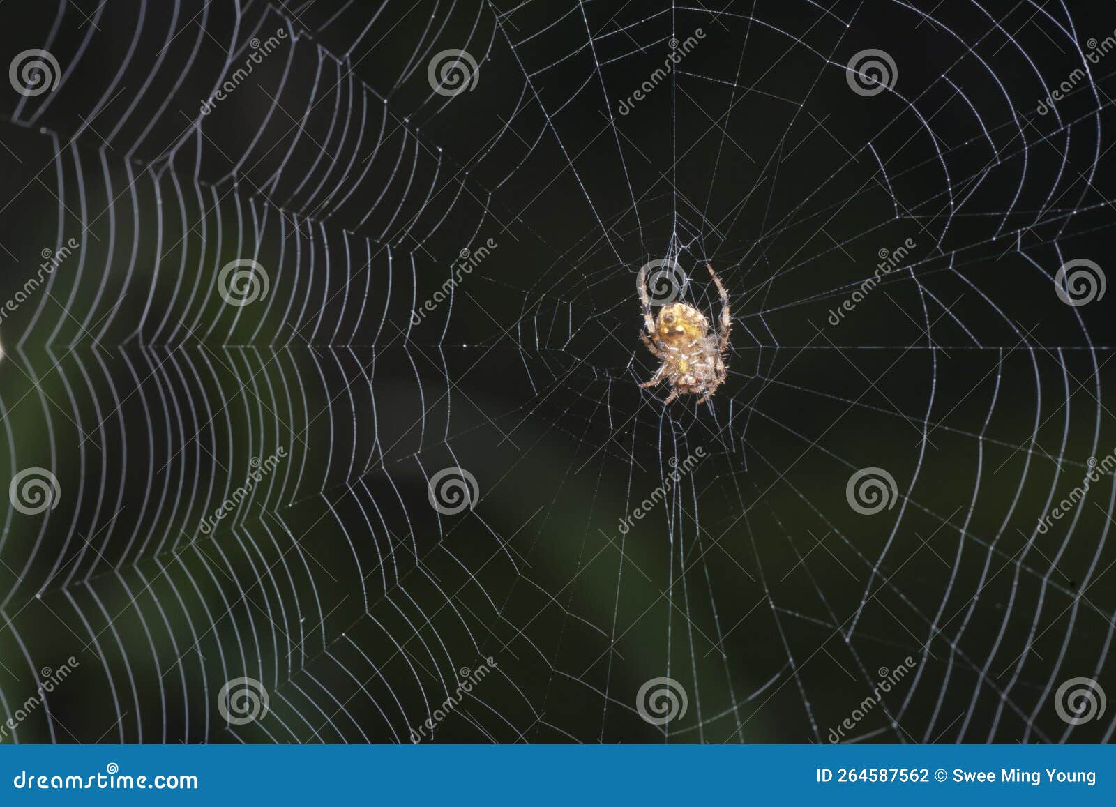 The Tiny Neoscona Spider Resting in the Middle of the Webcob Stock ...
