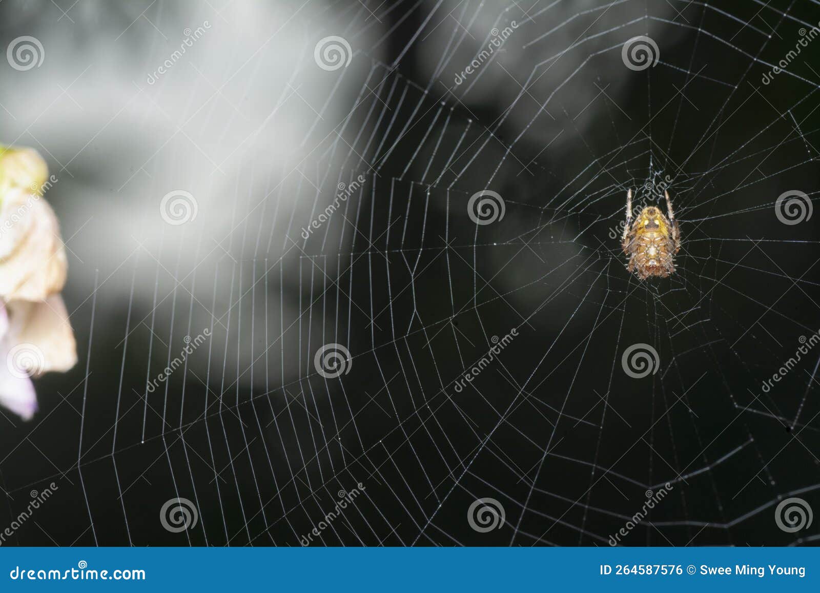 The Tiny Neoscona Spider Resting in the Middle of the Webcob Stock ...