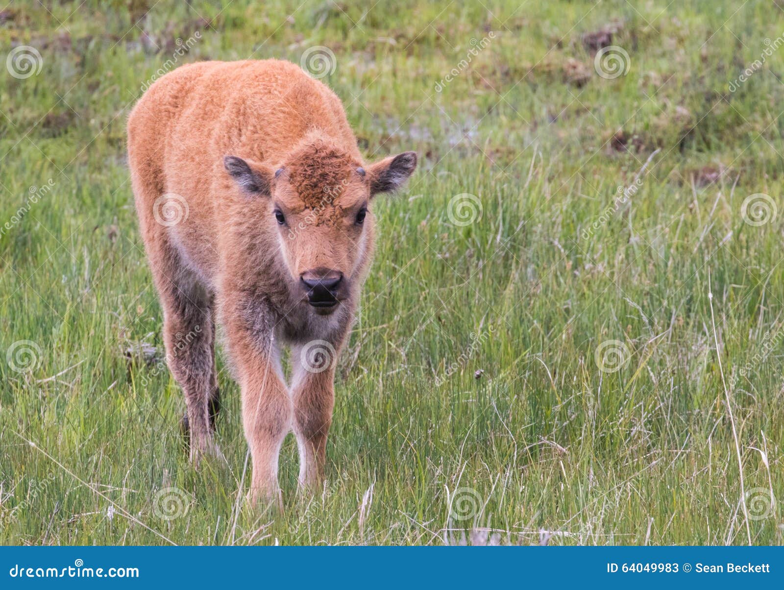 Tiny newborn bison calf stock image. Image of buffalo - 64049983