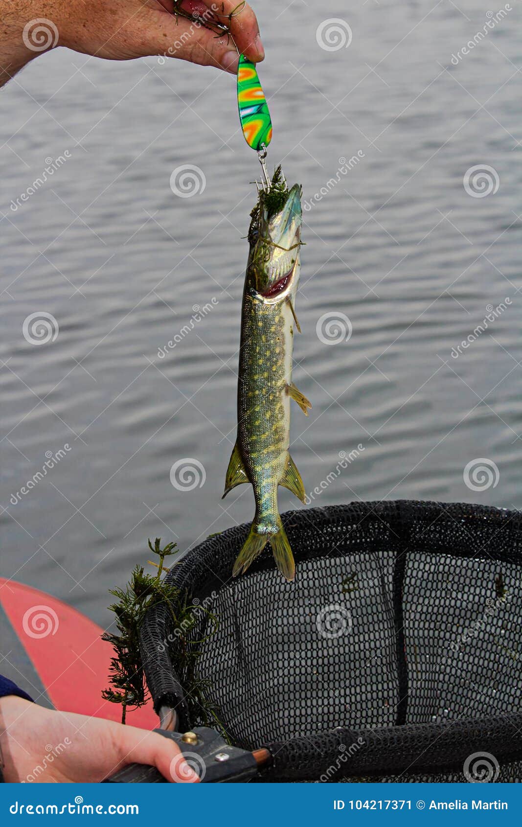 Pike And Small Fish Royalty-Free Stock Photo | CartoonDealer.com #73944009