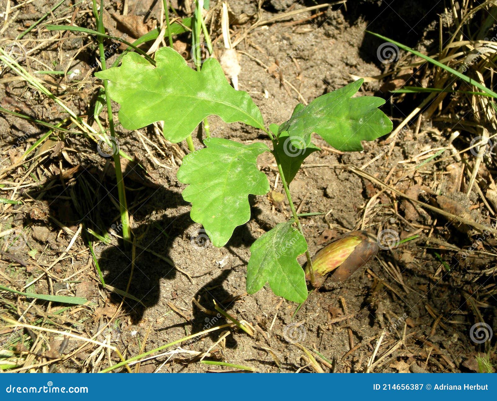 Tiny Oak that Grew from a Completely Exposed Acorn Seed Stock Image ...