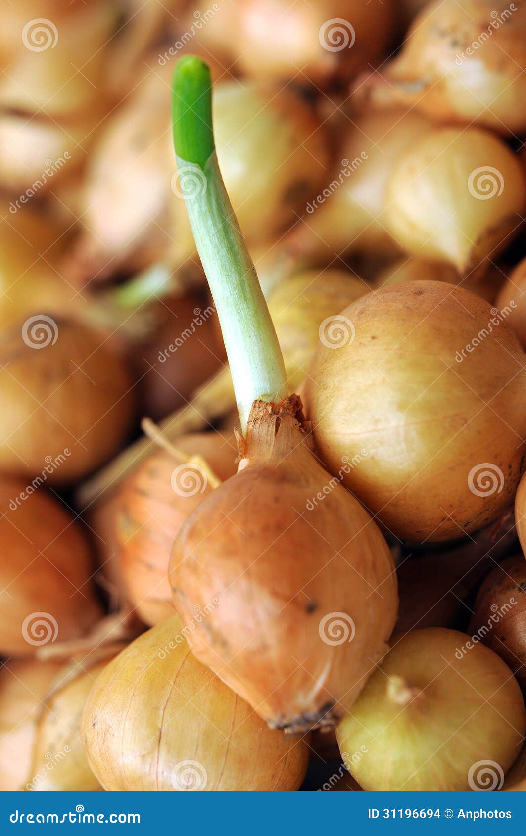 Tiny onion stock photo. Image of plant, produce, germ - 31196694