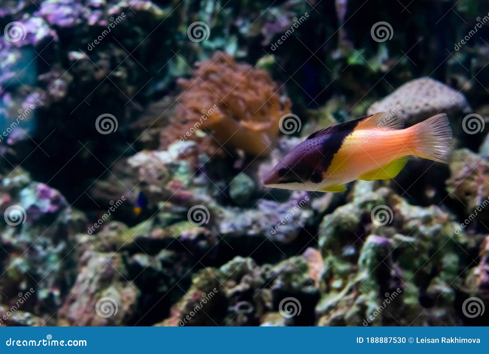Tiny Orange Fish is Swimming in Aquarium. Stock Photo - Image of deep ...