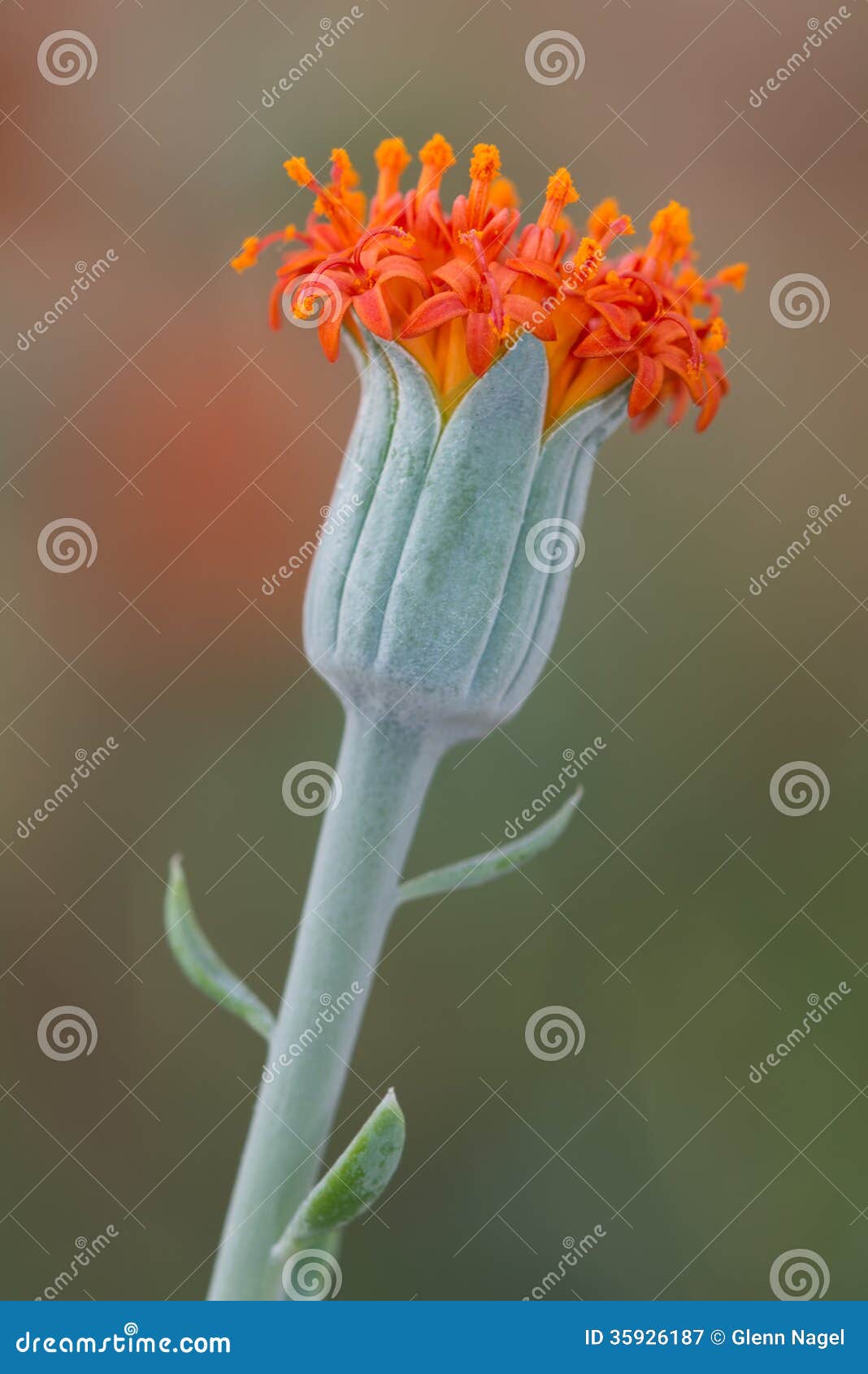 Tiny orange flower stock image. Image of selective, macro - 35926187