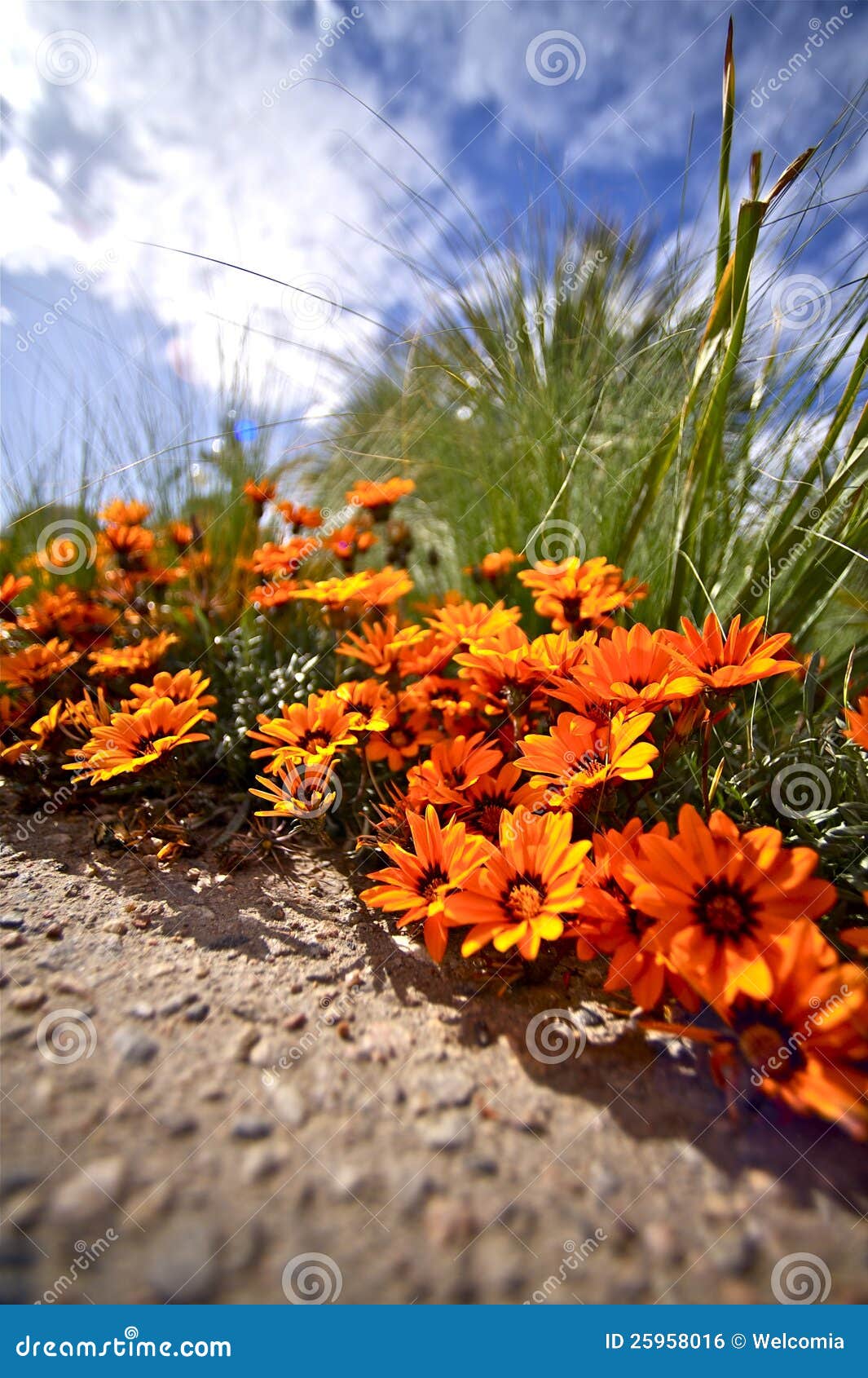 Tiny Orange Flowers stock photo. Image of cloudy, fauna - 25958016