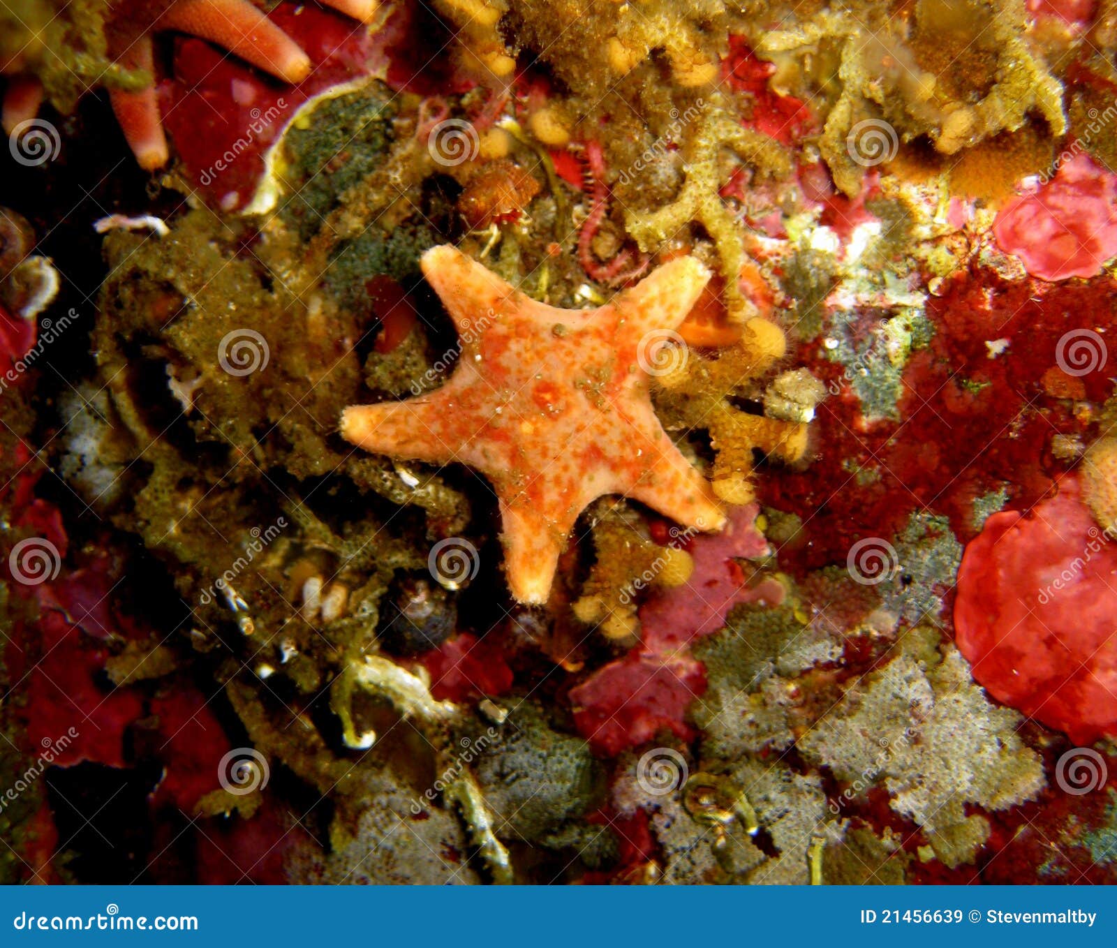 Tiny orange starfish stock image. Image of marine, small - 21456639