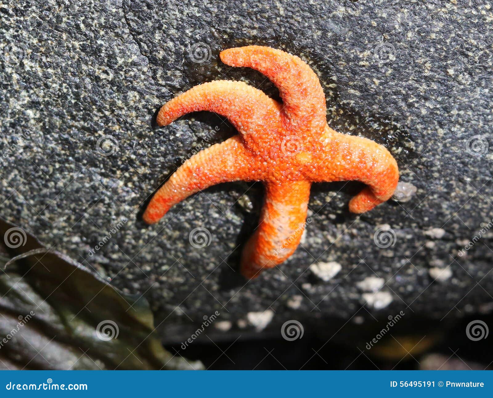 Tiny Orange Starfish stock image. Image of star, nature - 56495191