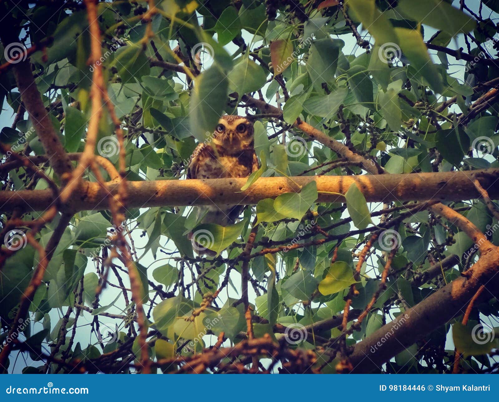 A tiny Owl stock photo. Image of watching, sees, awake - 98184446