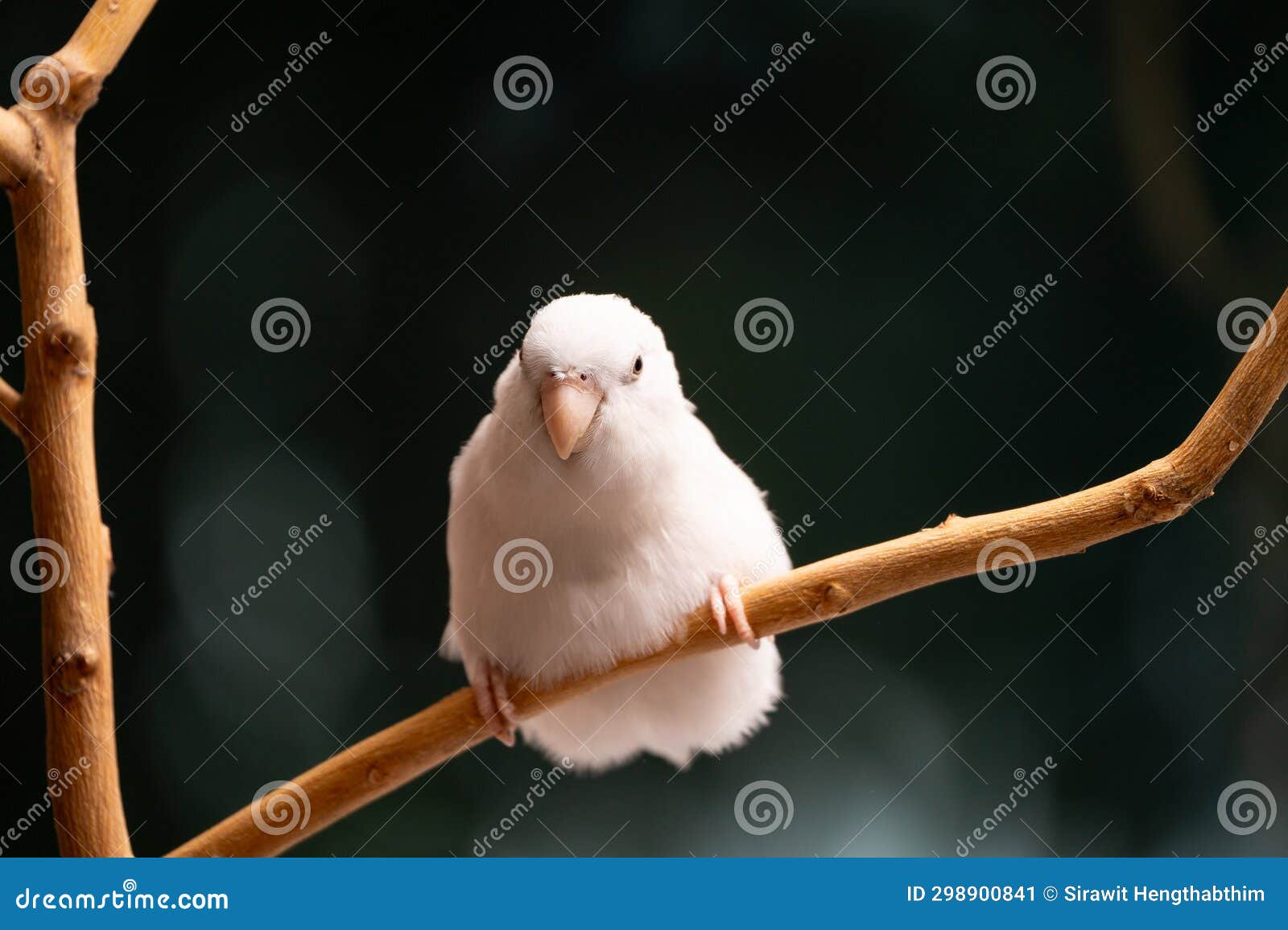 Tiny Parrot Parakeet White Forpus Bird Pacific Parrotlet Rest on Branch ...